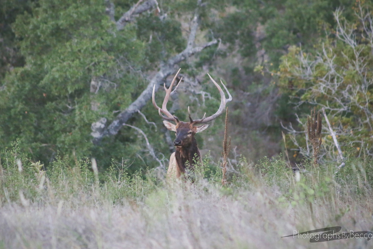 400 Plus Elk Hunts in Texas | High Fence Elk Hunts | Texas Hill Country ...